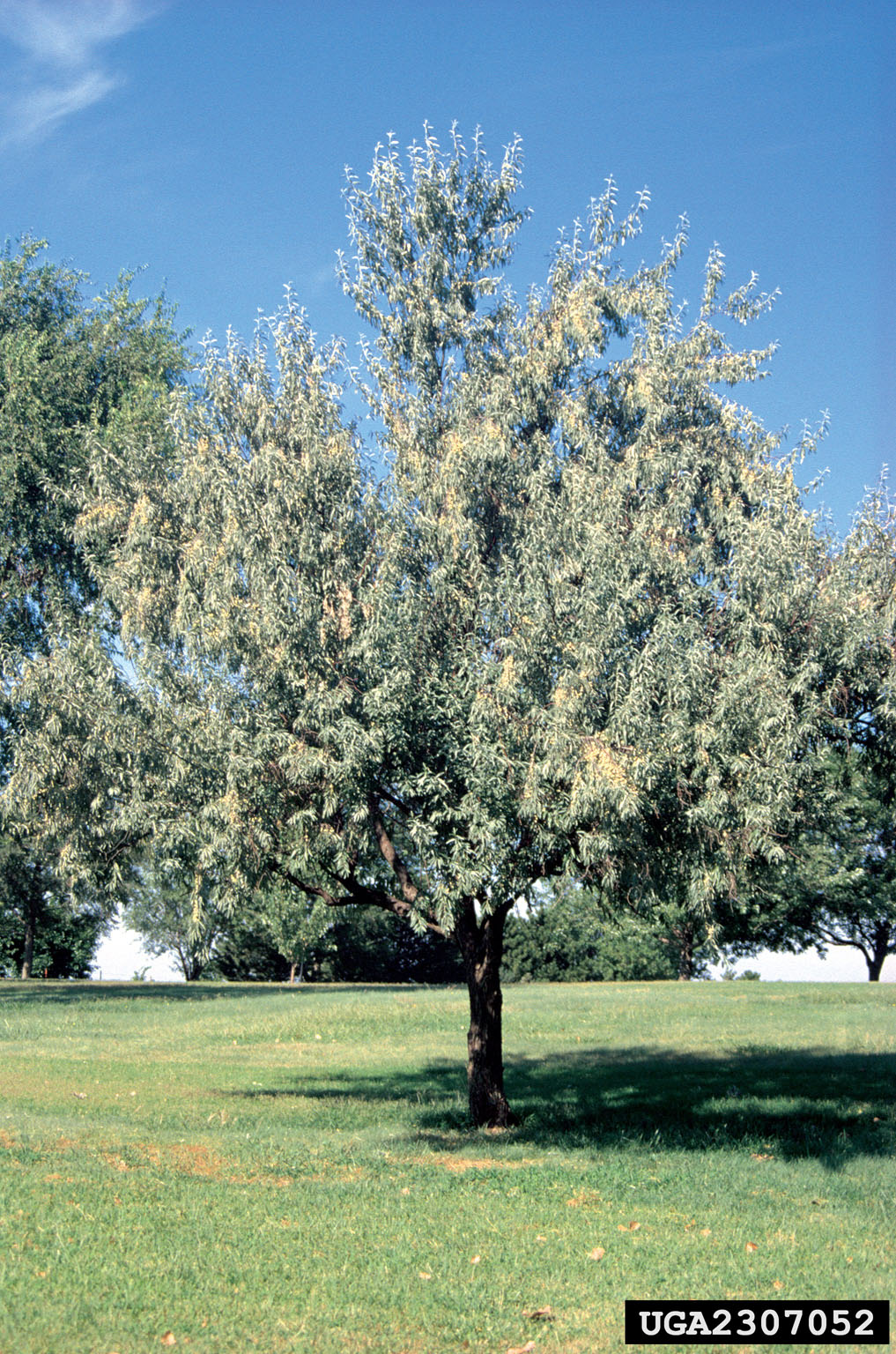 Russian Olive – Bartley's Home Grown
