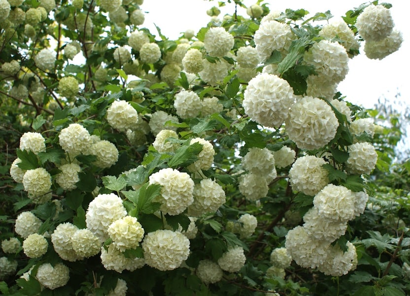 Common Snowball – Bartley's Home Grown